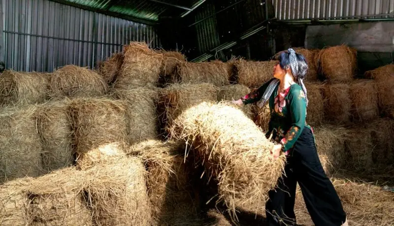 Lesson Note On Maintenance And Care Of Farm Tools: Storage For Primary 4